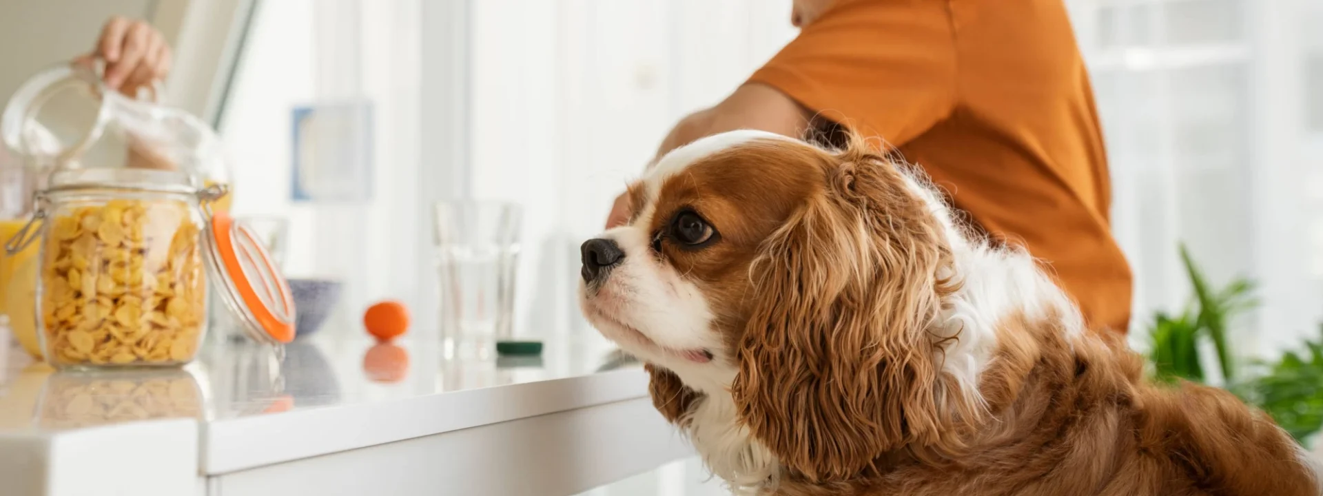 Common Pet Health Issues and How to Prevent Them. – Filway – Pet Care ...
